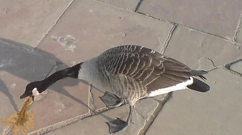 Honkai: Star Rail : Unlimited Identity Lecture en ligne gratuite - WebNovel