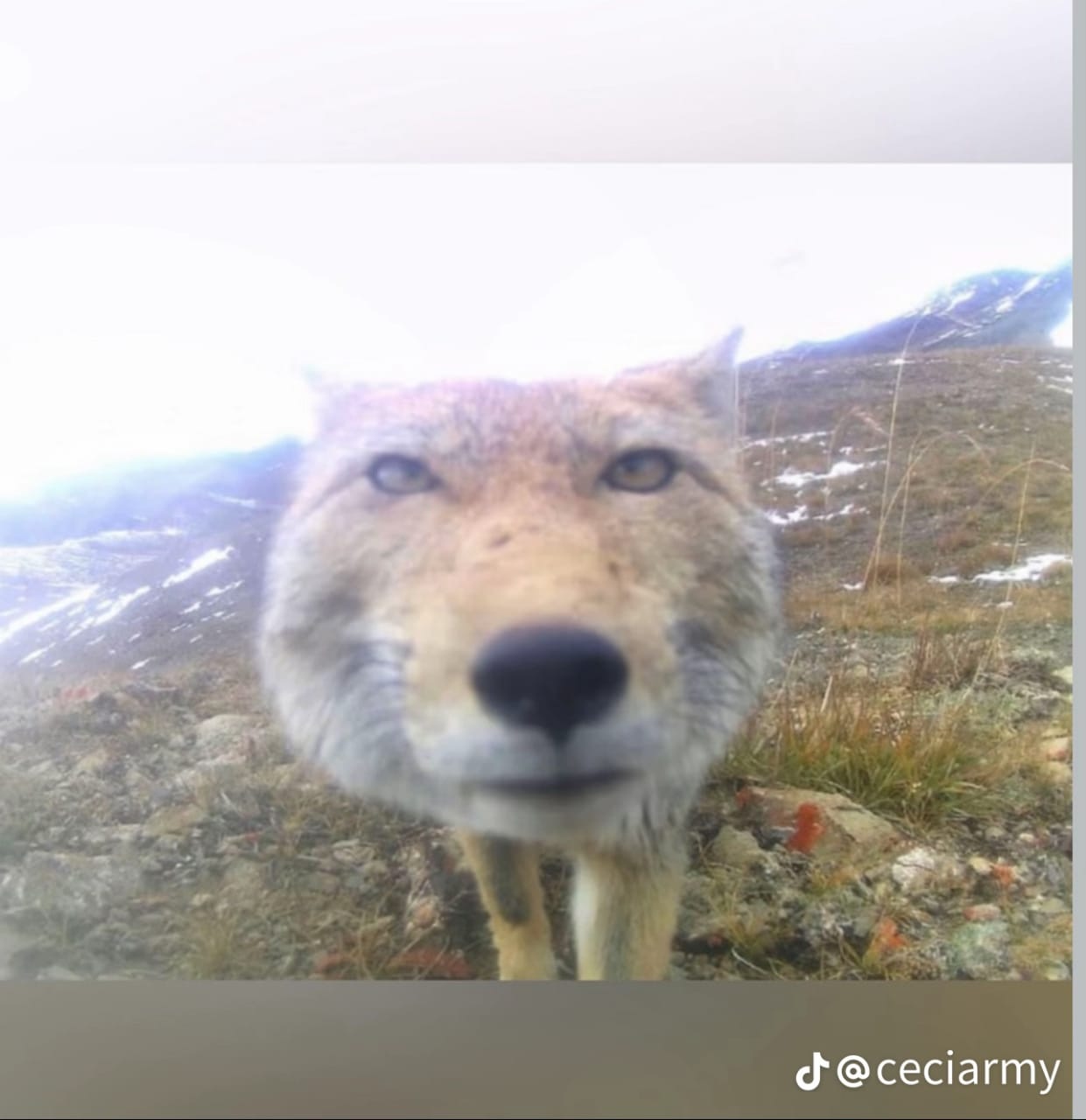 [Titolo] Leggi Gratis - WebNovel